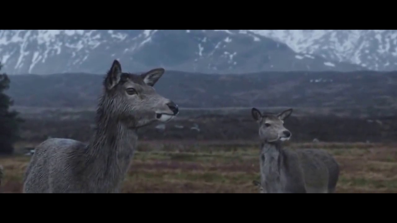 Balena Albastra 2017 (OFFICIAL VIDEO) - YouTube