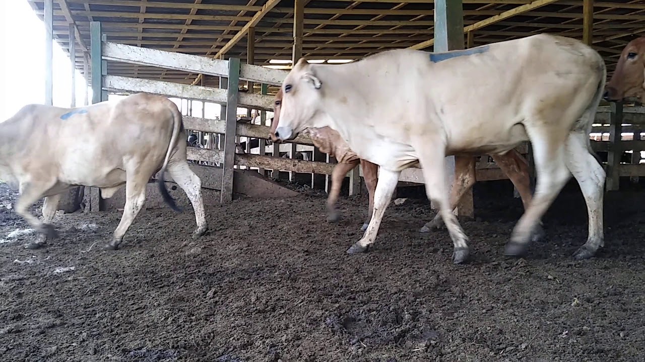 VACAS PREÑADAS - YouTube