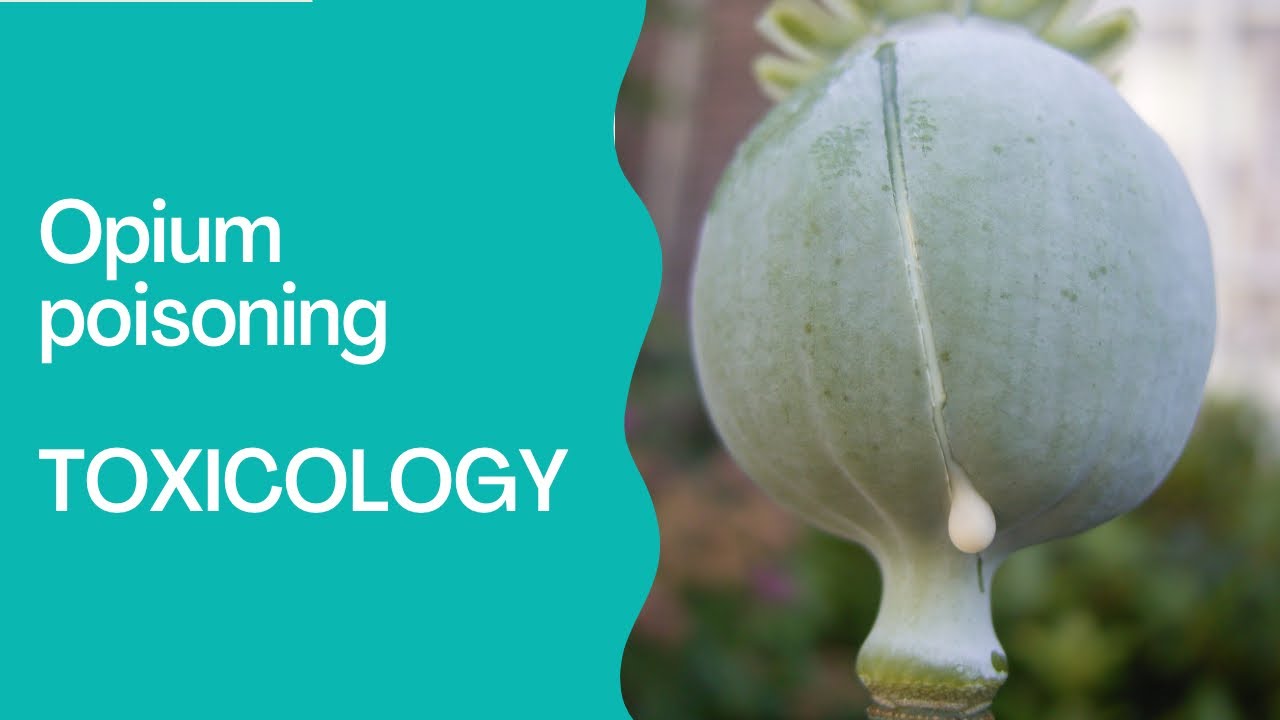 Opium poisoning | toxicology | FMT - YouTube