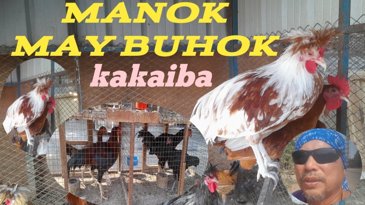 Kakaibang Manok May Buhok Youtube