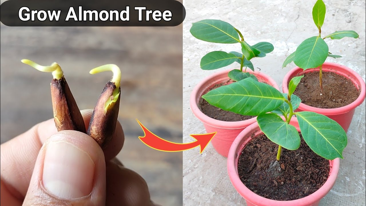 ऐसे उगाऐ बादाम के पौधे घर पर । How to grow Badaam tree from seeds at ...