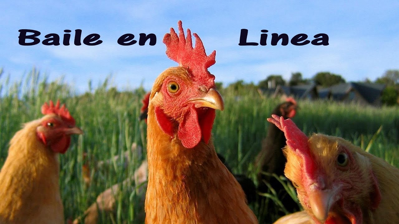 Baile en linea. Antón el Pollo Bailon. Avinyo - YouTube