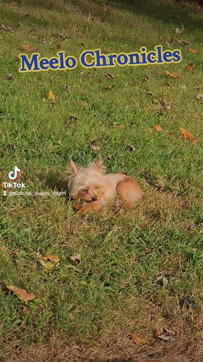 Meelo Chronicles - YouTube