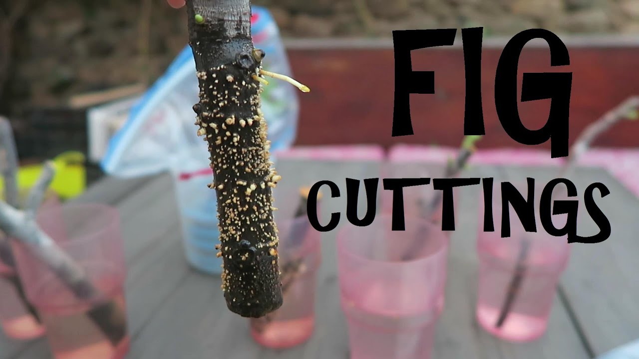 Rooting fig cuttings, Zip Lock bag vs Water, Best success - YouTube
