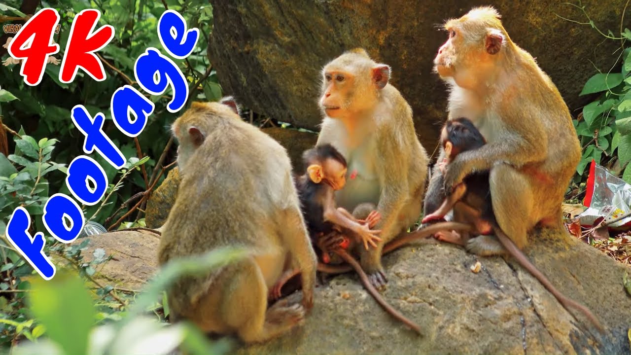 4K Quality Animal Footage - Monkeys Beautiful Scenes Episode 2 | Viral ...