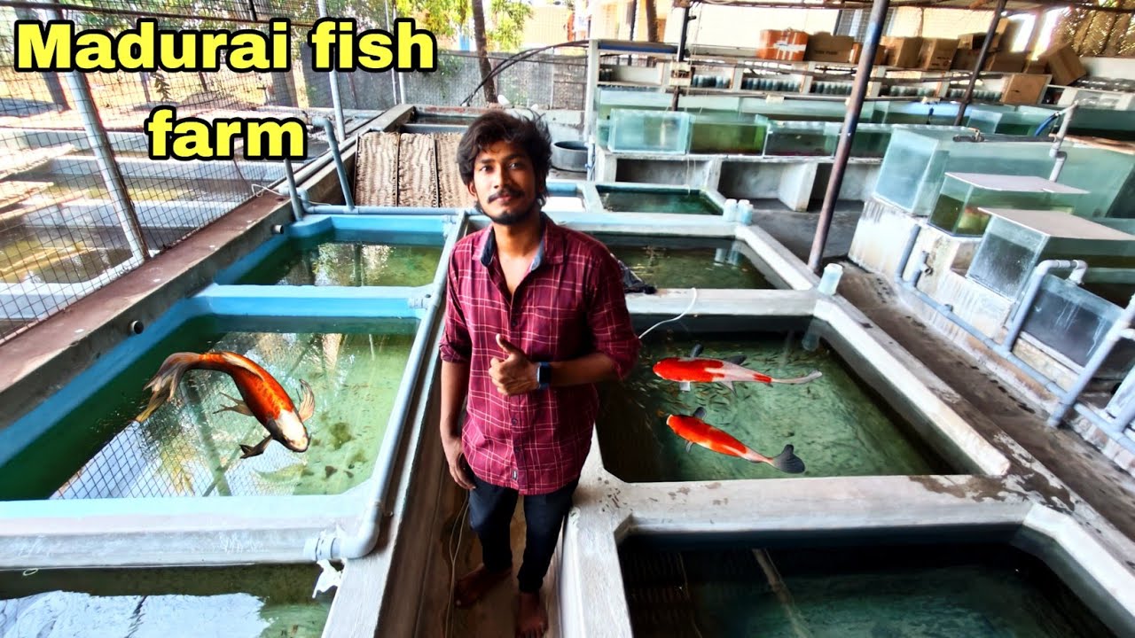 Biggest fish farm in madurai | kadachanendhal | தமிழ் - YouTube
