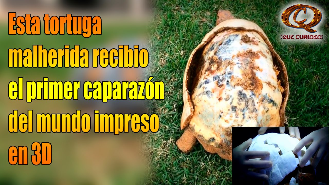 Caparazón impreso en 3D para una tortuga malherida - Que Curioso - YouTube