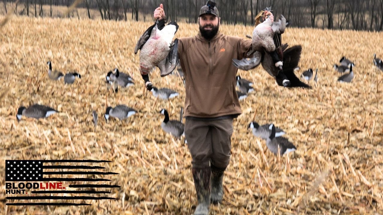 Goose Hunting a November Feed! - YouTube