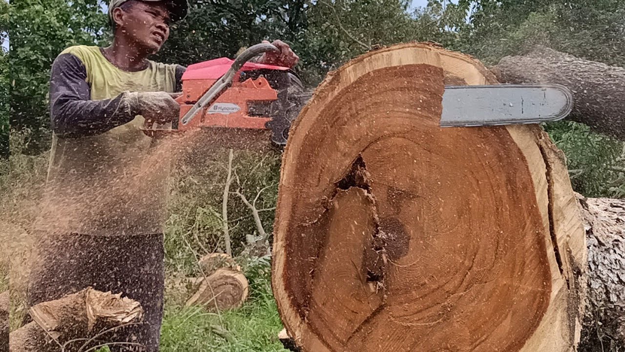 Tebang trembesi condong !! Pohonnya miring tumbangnya nungging. - YouTube