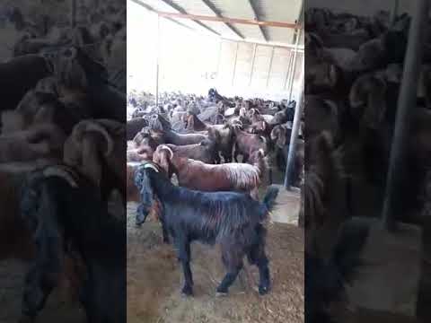 Young Shami Cyprus Goats - YouTube