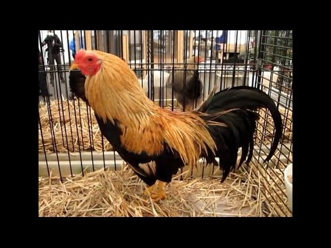 Poule de Twente, Zwerg-Kraienköppe orangehalsig, Swiss National Poultry ...