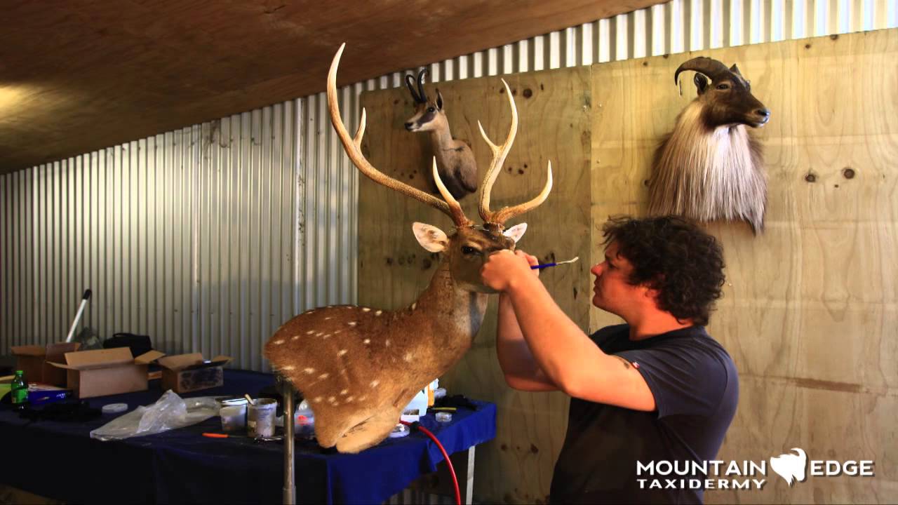Chital Stag Mount by Mountain Edge - YouTube