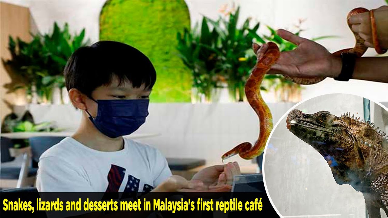 Snakes Lizards and desserts meet in Malaysia's first reptile cafe - YouTube