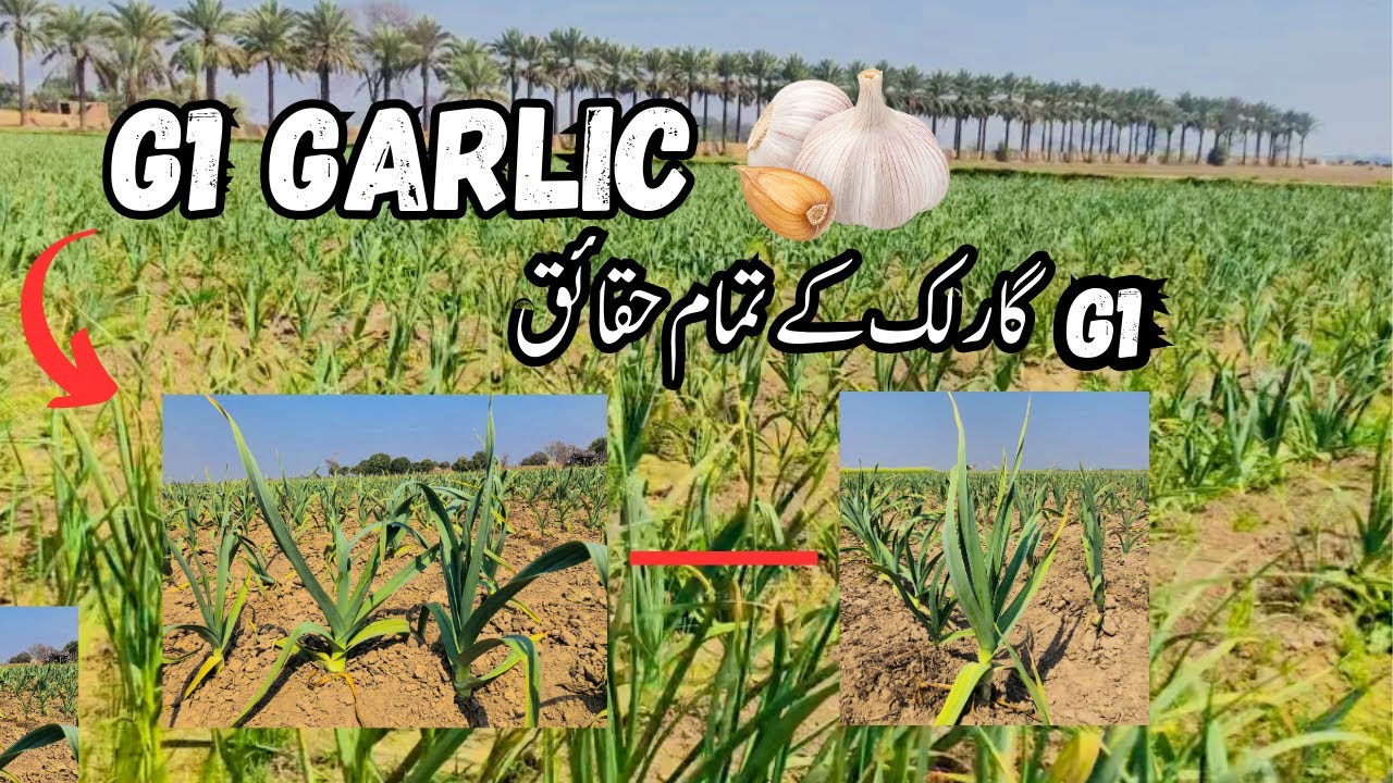 G1 garlic | Narc g1 garlic seed | expansive crop in Pakistan 😱 - YouTube