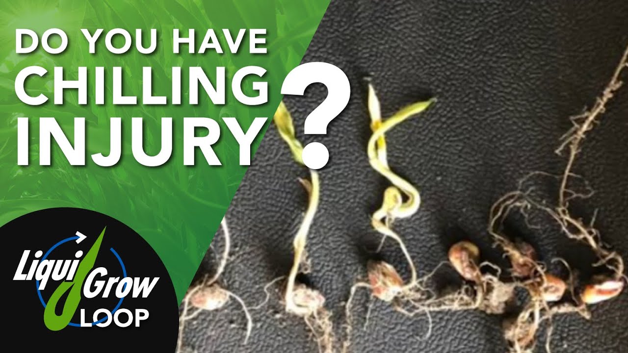 How to Spot Chilling Injury in Corn - YouTube