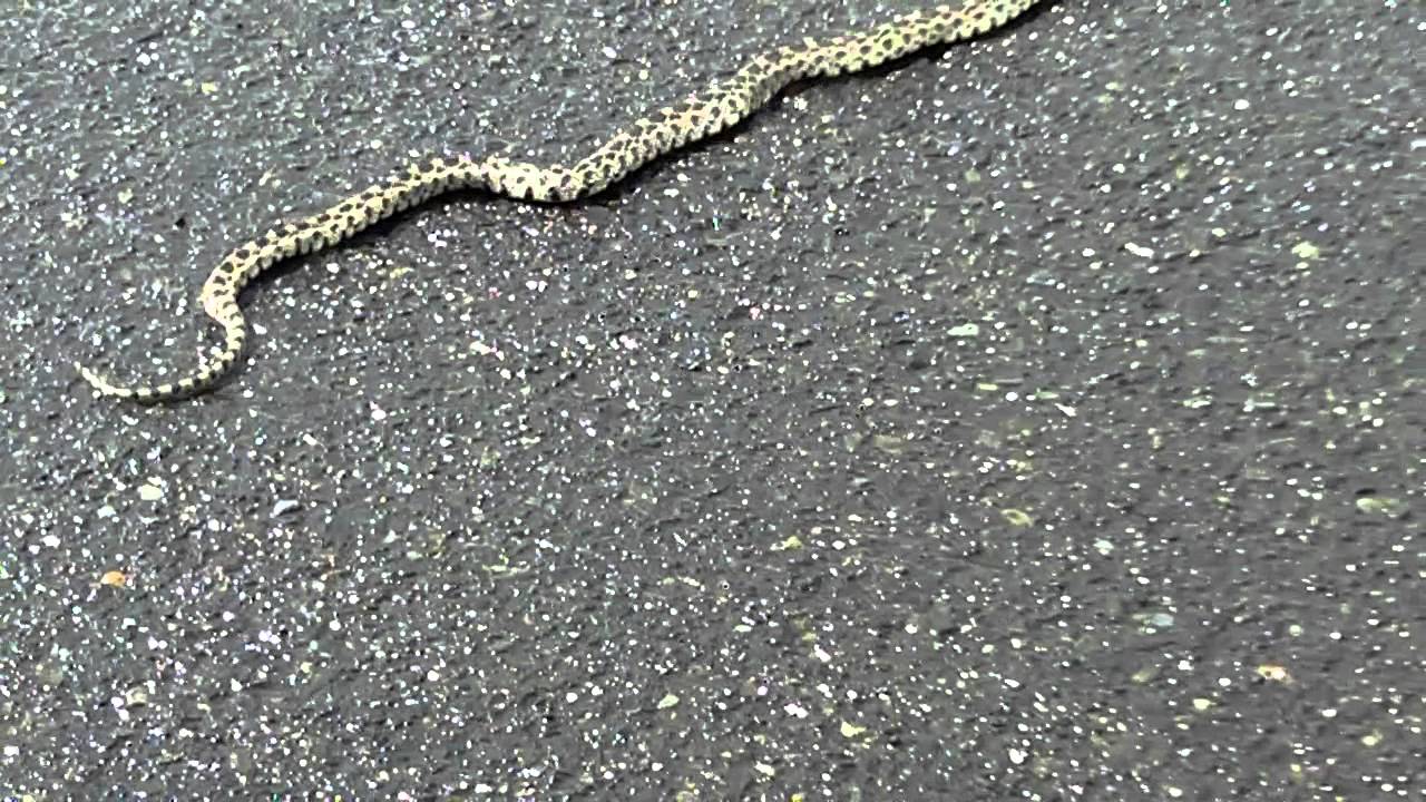 found a snake in a thunderstorm! - YouTube