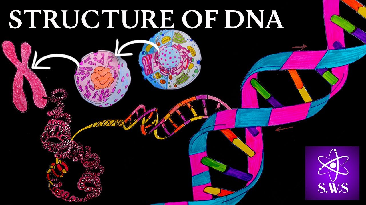 Structure of DNA for beginners - YouTube