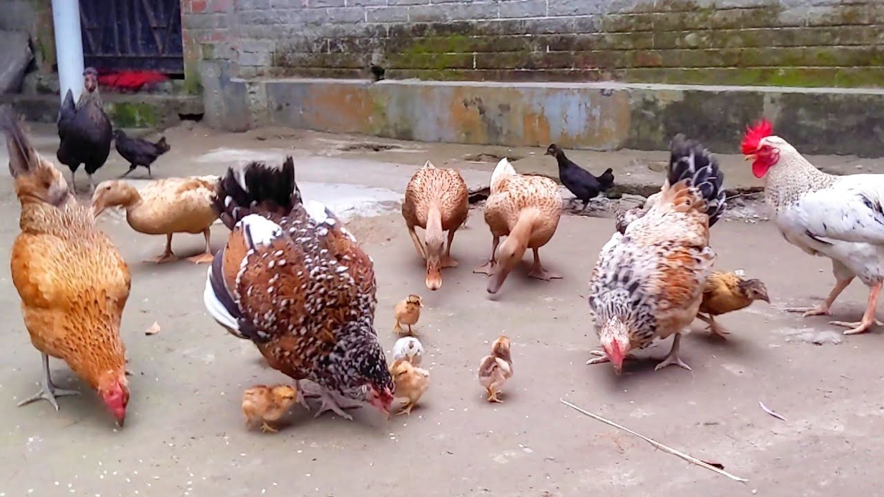 Hen sound || chicken sound || Duck sound || Rooster Crowing sound ...