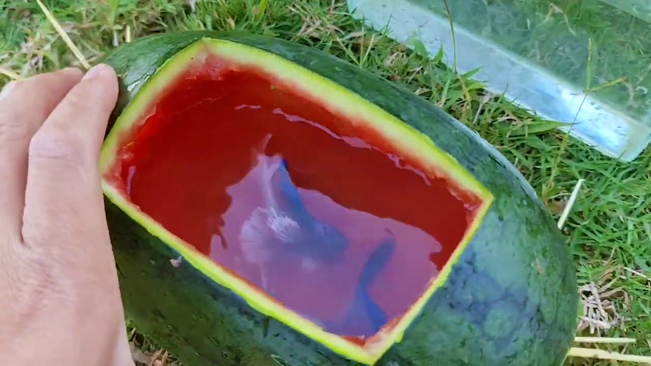 watermelon trap fish - YouTube