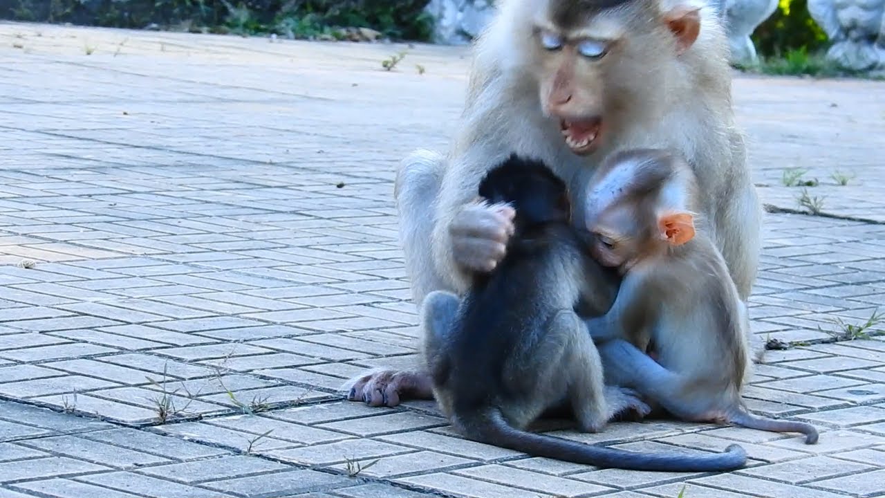 Young Mother Monny Say to little monkey don't disturb my baby Macro is playing - YouTube
