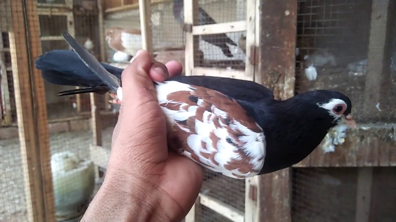 beauty of pakistani birds black khall - YouTube