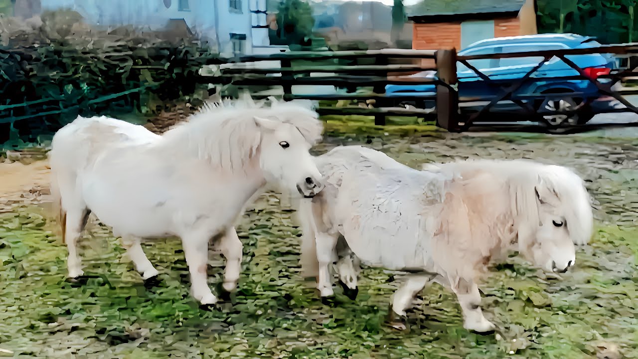Ultimate Relaxation: Cute Shetland Ponies and Calming Music - YouTube