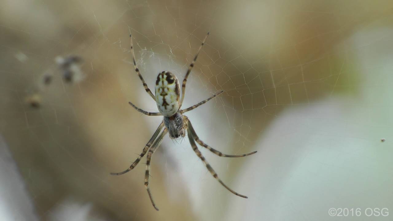 Summer Science Exhibition 2016: Spider webs and silk - YouTube