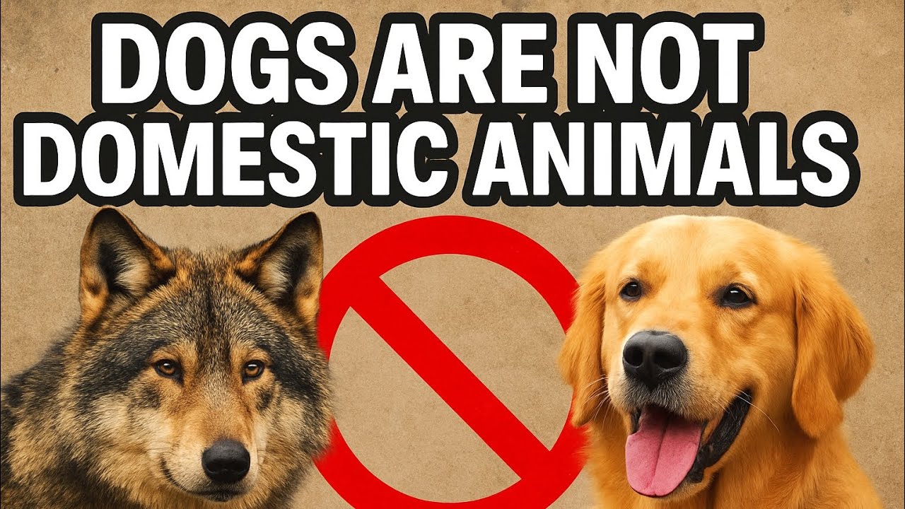 Dogs are not domestic animals????....dogs are not pets...????? - YouTube
