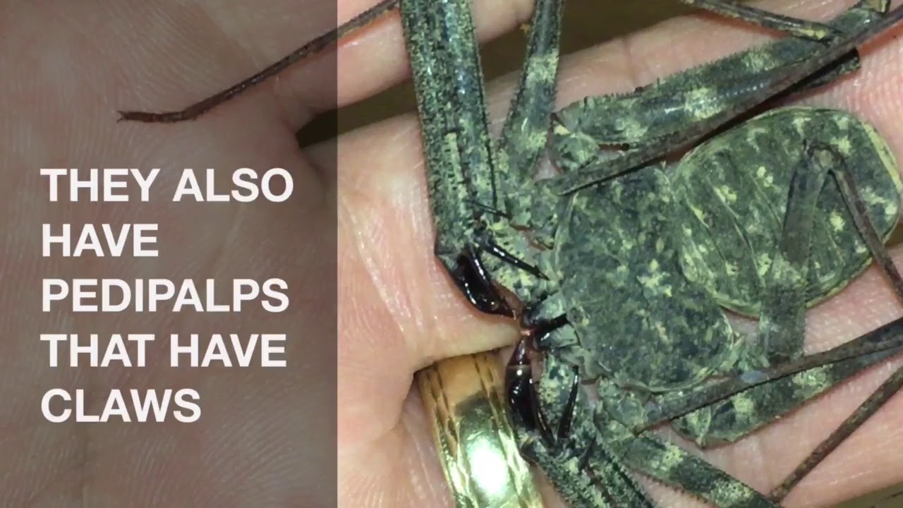 DAMON MEDIUS-TAILLESS WHIP SCORPION - YouTube