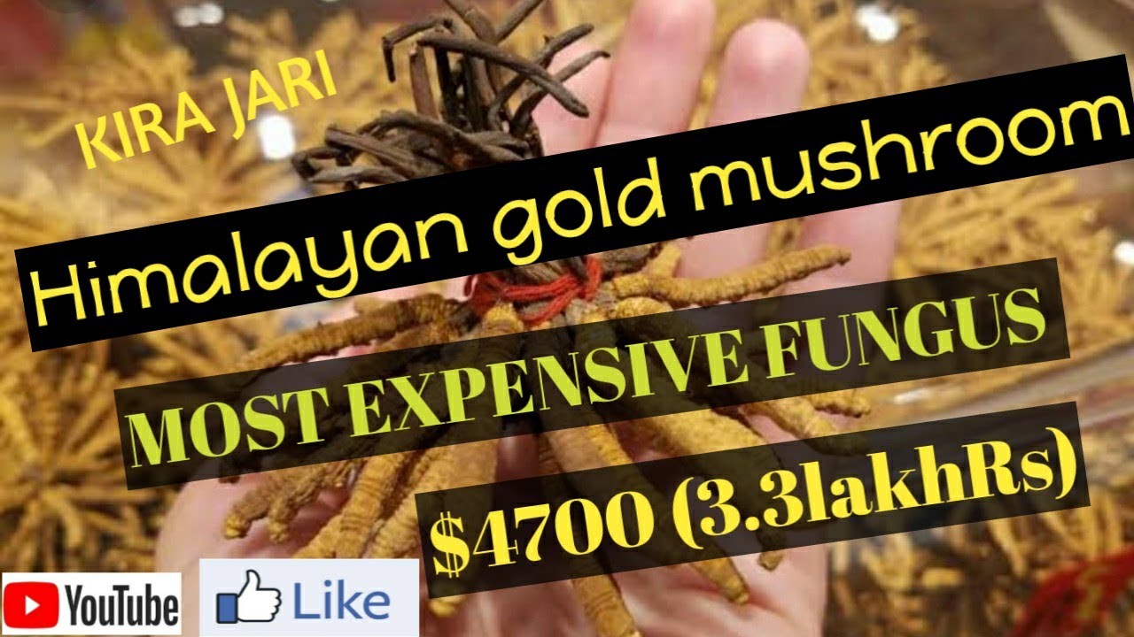 Most expensive fungus in the world. Himalayan gold mushroom ...
