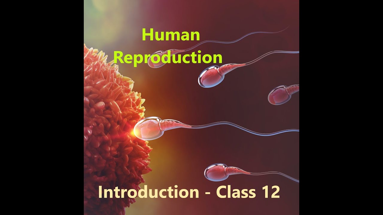 Human Reproduction | Male Reproductive System | Class 12 | CBSE | NEET ...