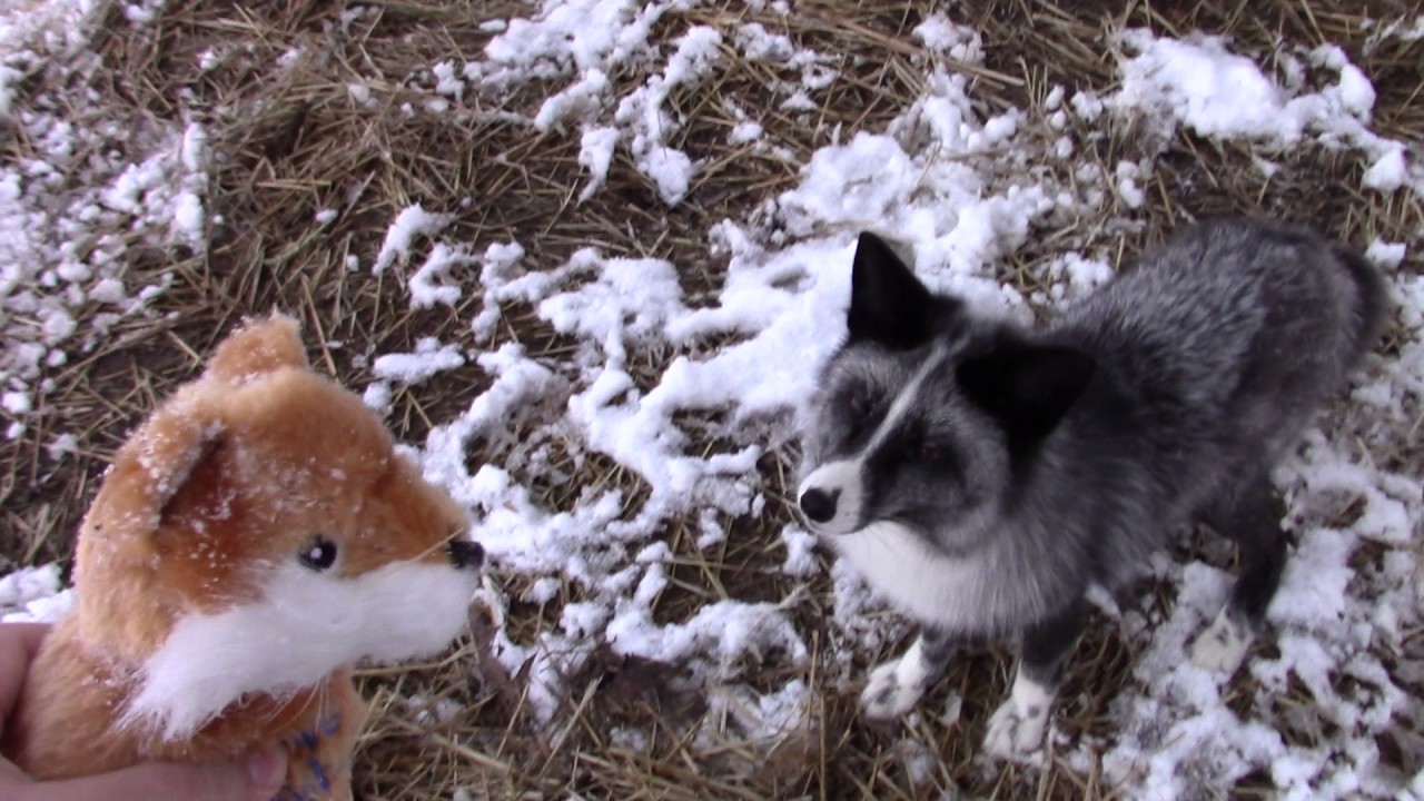 Asriel's first snow...better late than never! - YouTube