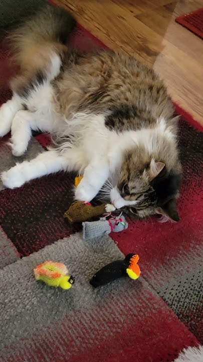 these catnip toys are my cats' favorite #cats #cutecat #cat #catnip #catlover #cattoys #cute # ...