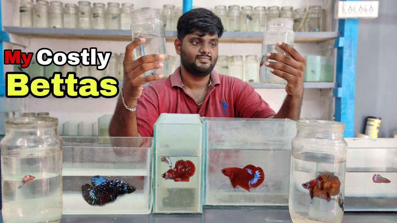 My New betta fish collection from Thailand | தமிழ் - YouTube