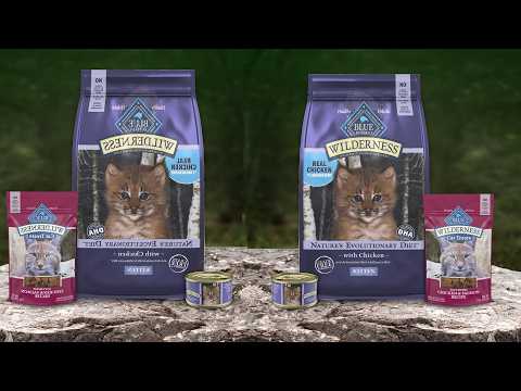 ✅Top 5 Best Cat Food for 10 Month Old Kitten 2026