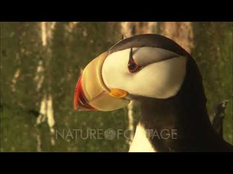 Close Up Of Stunning Horned Puffin Pull Out Wide Alaska Animal