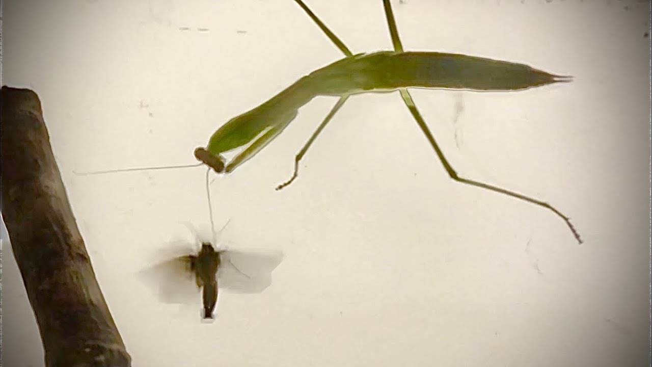 4K-HD Praying Mantis Eats Moth - YouTube