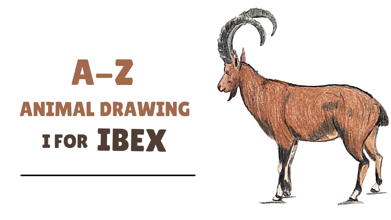 A to Z Animal Drawing Series| I for Ibex|Colour Pencil|Easy|Learn|For ...