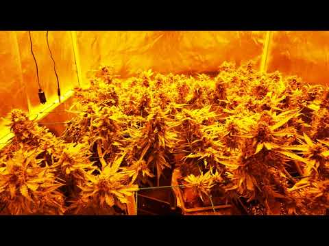 Super Cheese Marijuana Flowering 600w HPS - week 8
