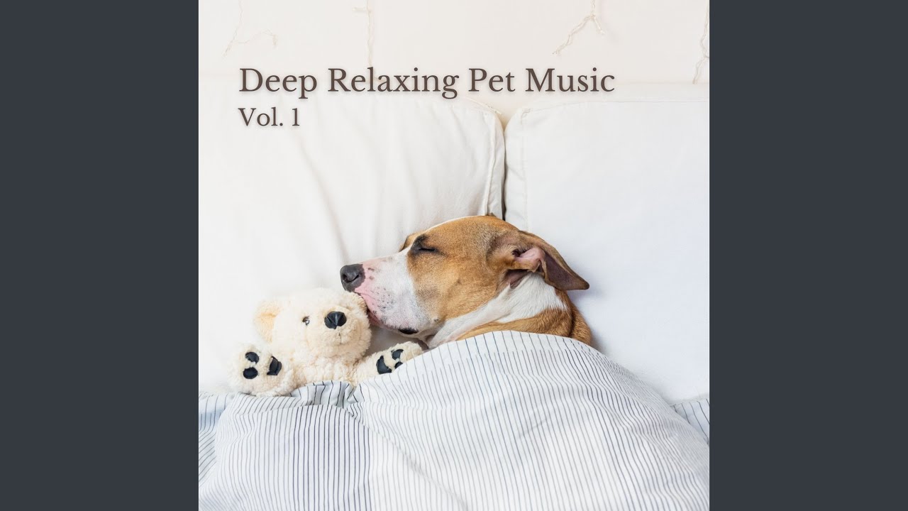 Cuddle Music for Pets - YouTube