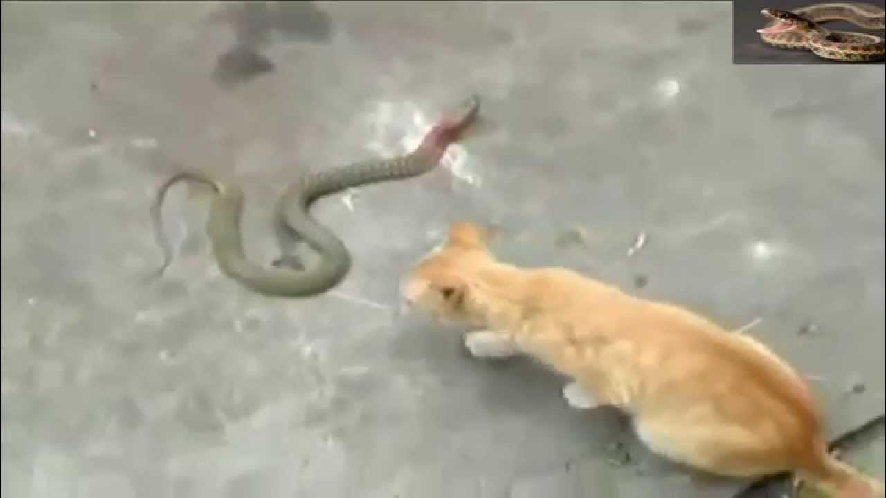 Cat Kills Snake - YouTube