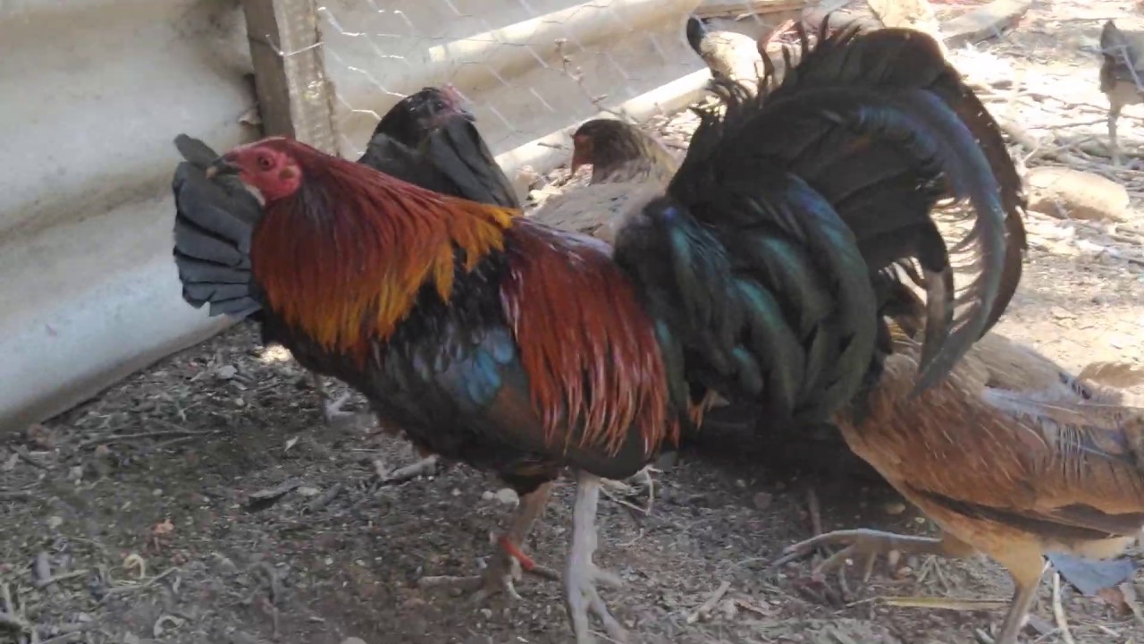 Mi gallo Brown Red. Nuevo gallinero. Gallos negros 2020 - YouTube