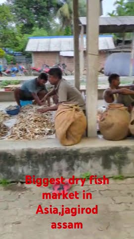 Biggest dry fish market in asi#jagirod#assam#fish#must visit - YouTube