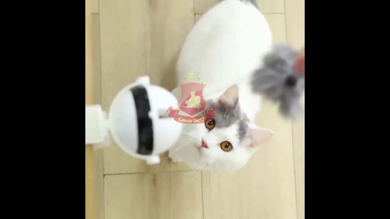 Mainan Yo-yo Kucing / Interactive Funny Cat Training Toys - YouTube