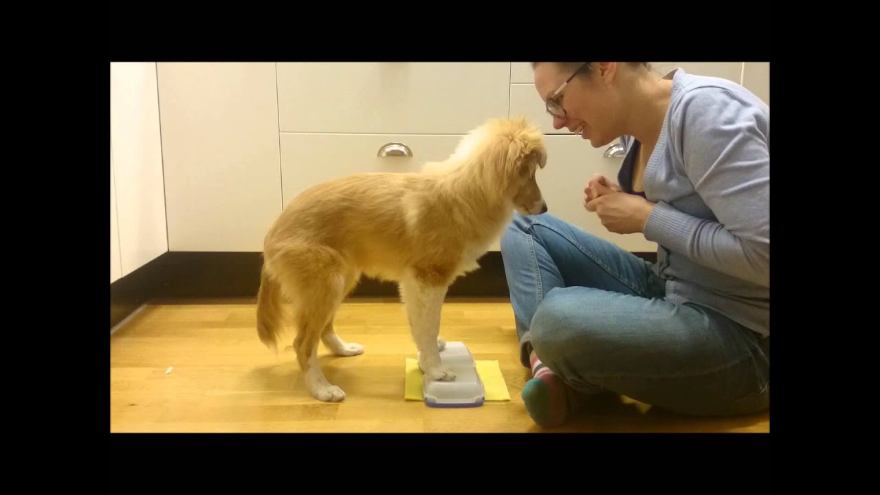 2 paws on 2 objects session 2 - YouTube