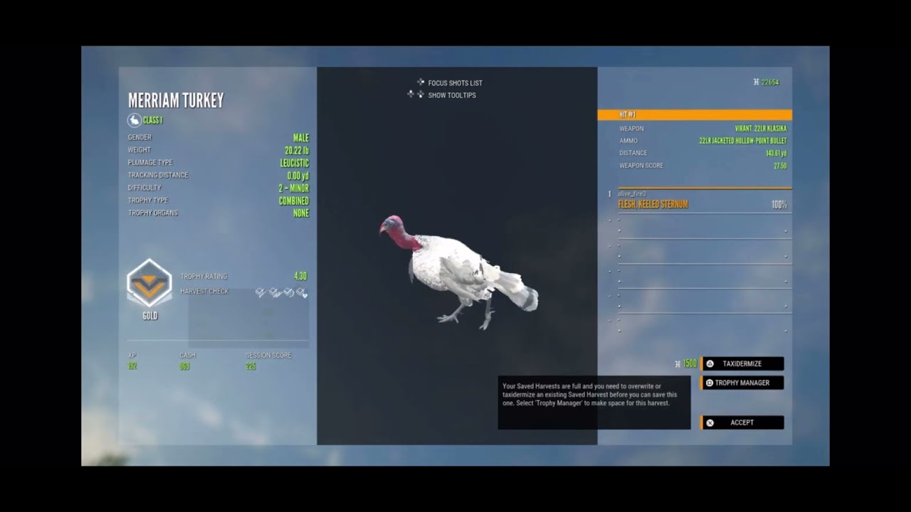 Leucistic turkey Hunter call: of the wild - YouTube