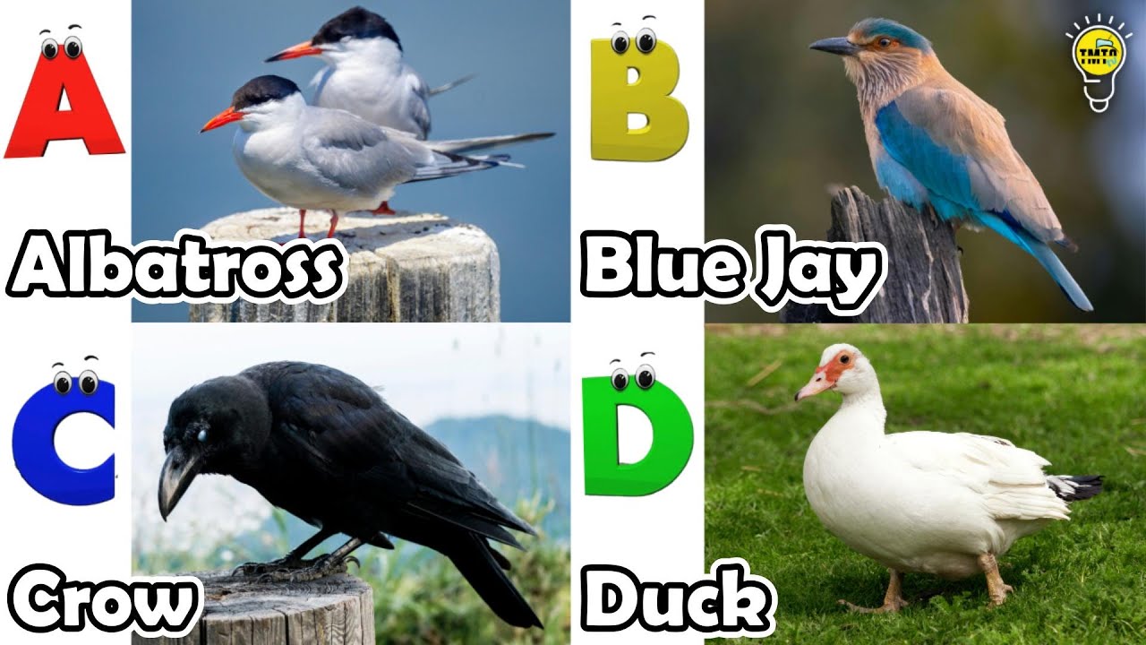 Birds Alphabet Song for Kids | Birds ABC Song | Phonics for Kids | Baby ...