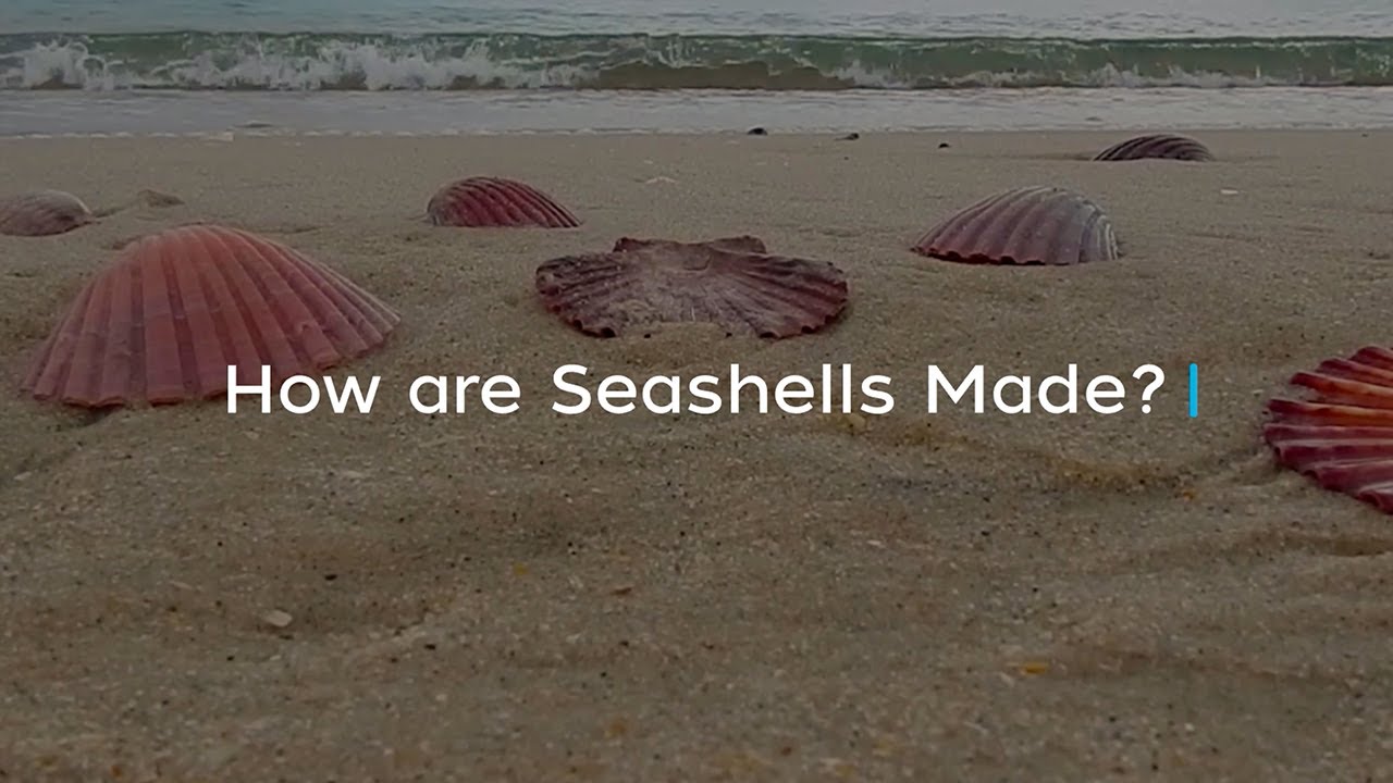 How are Seashells Made? - YouTube