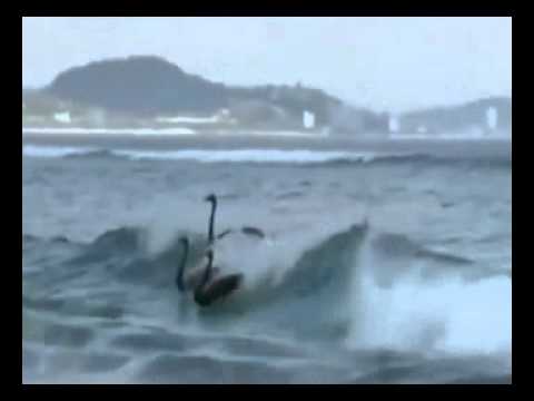 Surfin Bird Surfing Bird Swans Surfing Australia - YouTube