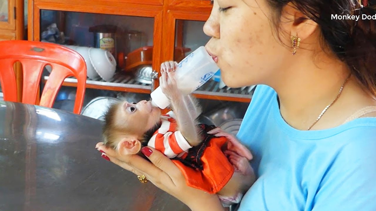 Amazing Technique! Mom Feed Milk For Cutest Zuji, Zuji Like Formula ...